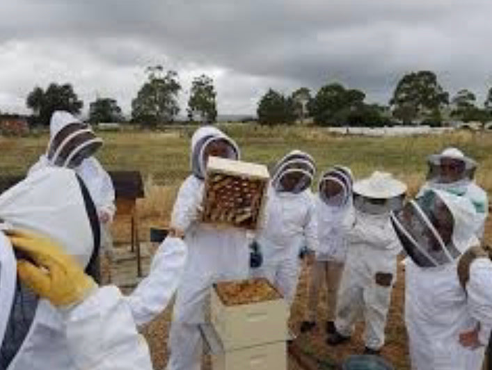 Beekeeping Experience and Courses – West Country Honey & Meadery